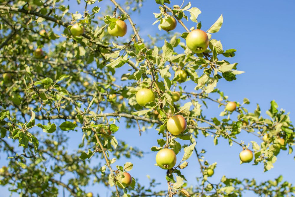 Slänga äpplen? - Lämna av äpplen du inte vill ha - Mobolets musteri